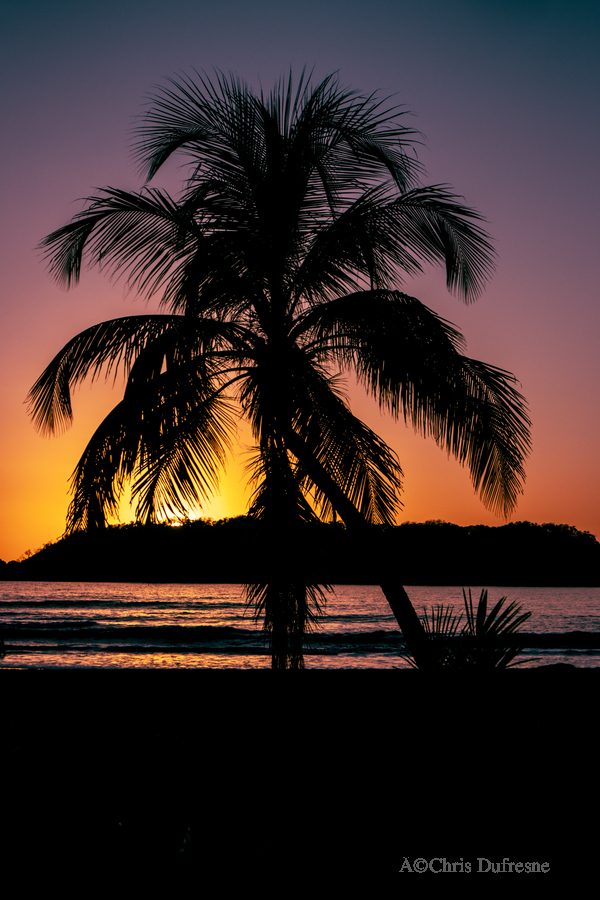 Palm Tree Miami Style Limited Run by Chris Dufresne Wall Art