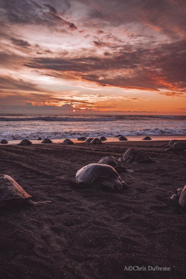 Olive RIdley Turtles At Sunset by Chris Dufresne Wall Art