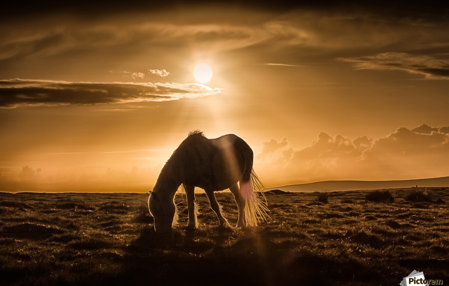 Gower pony at sunset on Cefn Bryn Gower by Leighton Collins Wall Art