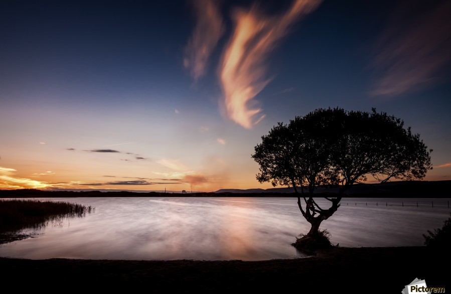 Kenfig Pool and tree by Leighton Collins Wall Art