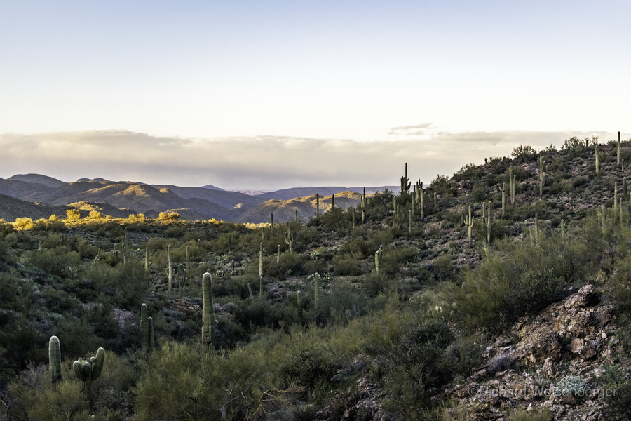 The Not So Barren Desert by Richard Weisenberger Wall Art