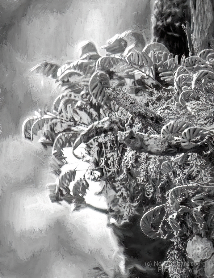 Resurrection Tree Fern by Norma Brandsberg Photography Wall Art