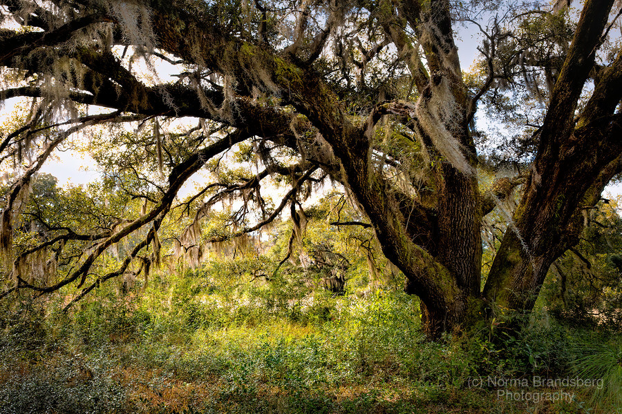 Hampton Plantation Live Oak Tree by Norma Brandsberg Photography Wall Art