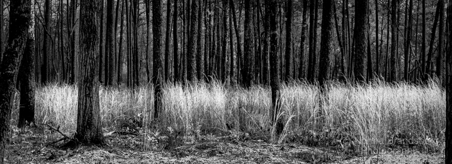 Infrared Forest by Norma Brandsberg Photography Wall Art