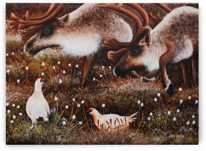 Mike Ross - // Art Collection