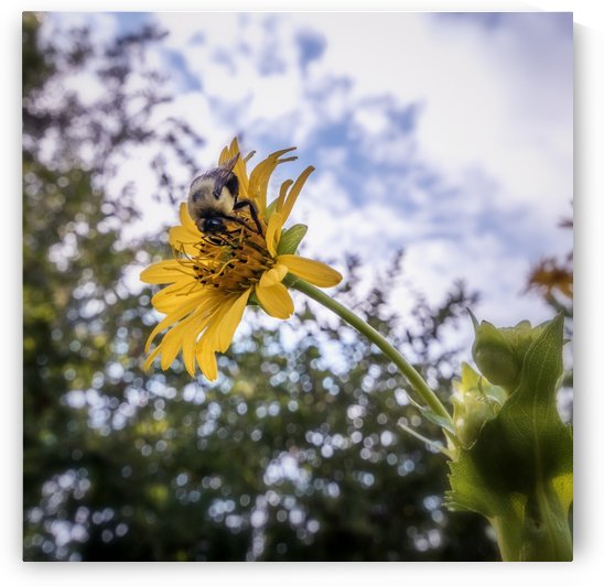 Ron Harris Art Collection