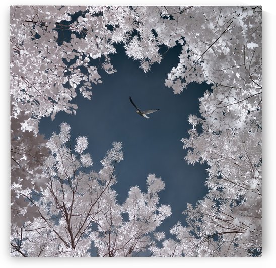 Ron Harris Art Collection