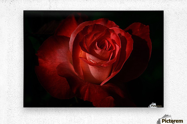 Dark Red Rose by PacificStock Wall Art