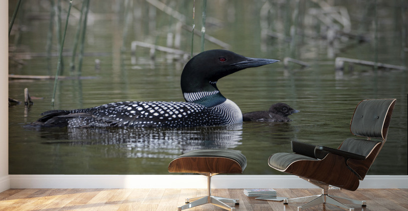 Loon and chick par Andrew Madej Photography