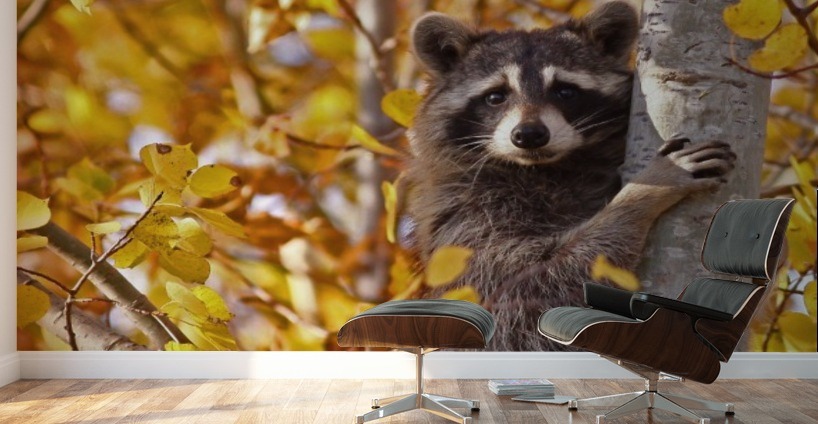 Fall Raccoon 15 by Guy Lichter Wall Art