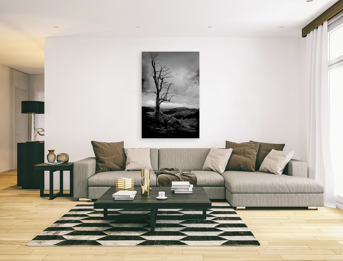 Blue Ridge Tree Still Standing Tall by Norma Brandsberg Photography ...