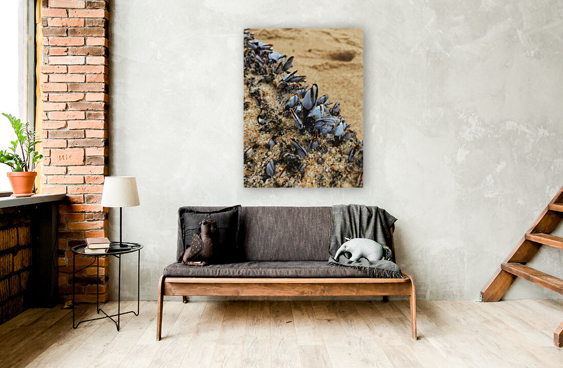 Sea shells on the wood in Portugal by Anita Varga Wall Art