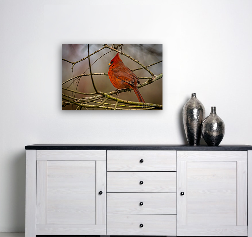 Red Male Cardinal First Sign of Spring by Norma Brandsberg Photography ...