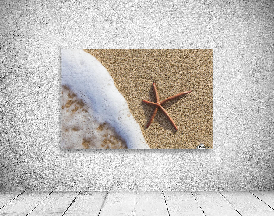 A red live Finger Starfish, also known as Linckia Sea Star, found along ...