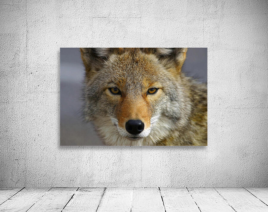 Close Up Of Coyote Death Valley National Park, California by ...