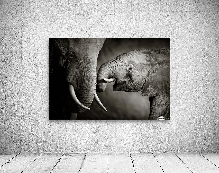 Elephant affection by Johan Swanepoel Wall Art