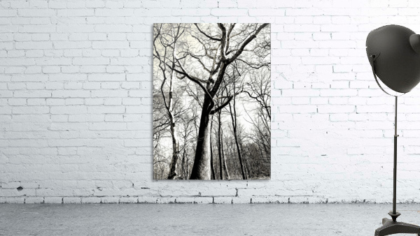 The Sycamore Trees by Michael Trego Wall Art