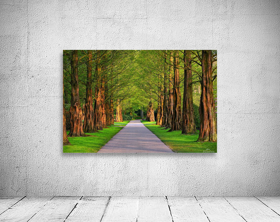 lane, tree, tree lined lane, park, path, grass, tall trees, wood ...