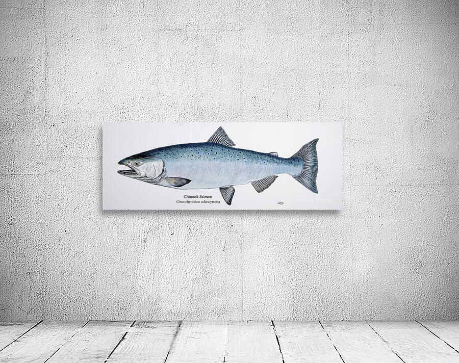 Chinook Salmon Painting by Stephen Emms Wall Art