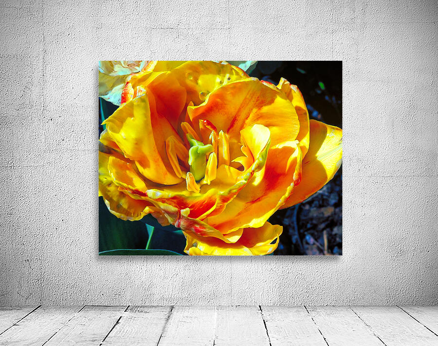 Inner Folds of a Monsella Tulip by Bill Swartwout Photography Wall Art