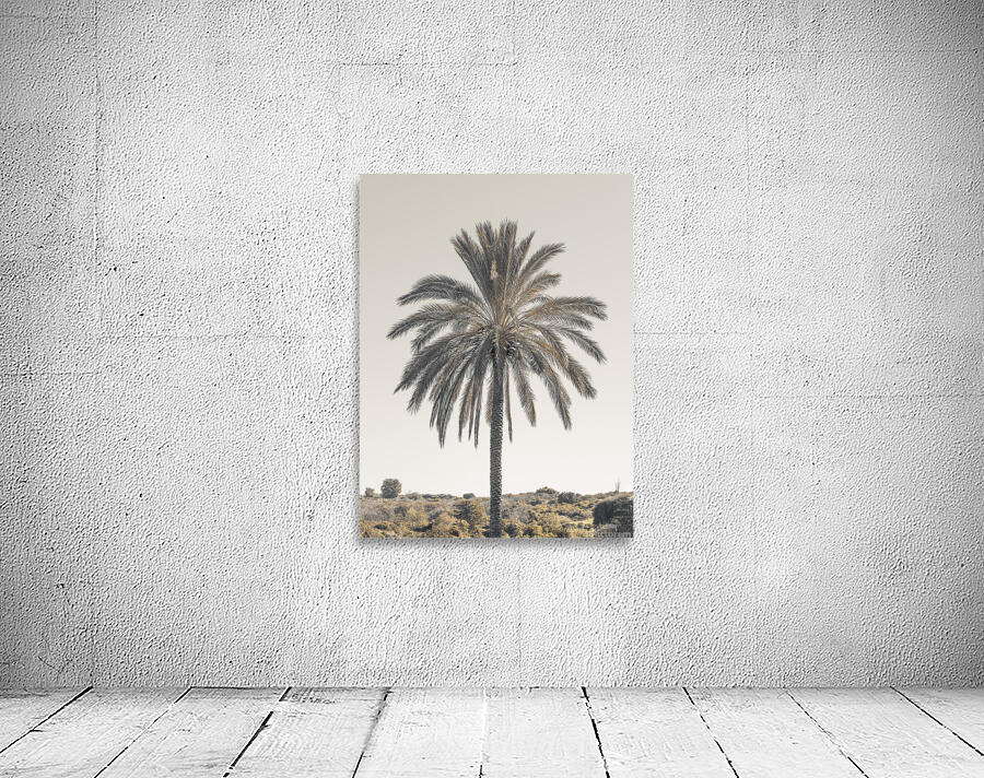 Palm Tree by Assaf Frank Wall Art