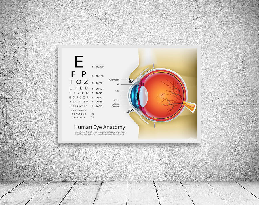 Human Eye Anatomy Vector Illustration by rafik kezannaya Wall Art
