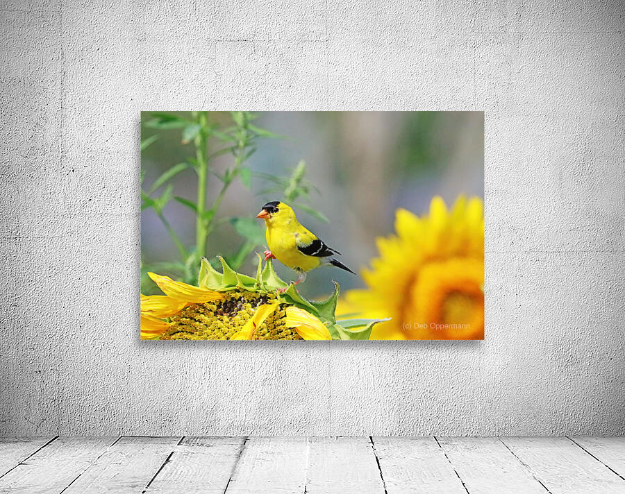 Goldfinch And Sunflower by Deb Oppermann Wall Art