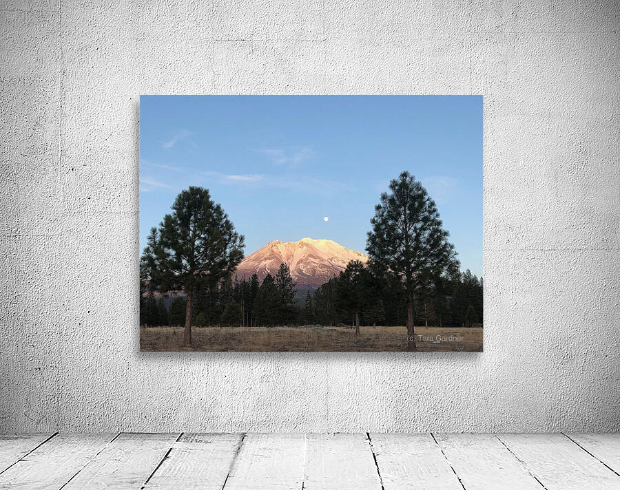 Mount Shasta and Trees by Tara Gardner Wall Art