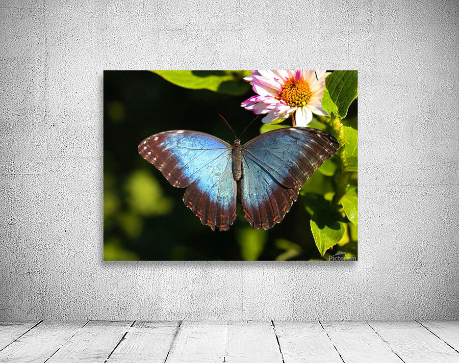 Beauty in a Butterfly in Belize by Gods Eye Candy Wall Art