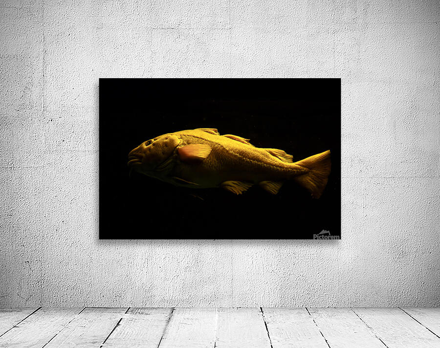 Atlantic cod fish underwater by Dmitry Rukhlenko Wall Art