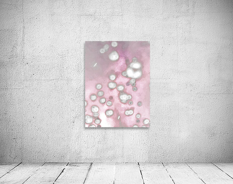 Abstract Soft Circular Shapes by Catriona Roberts Nature Photography ...