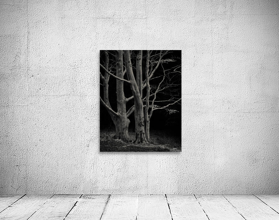 Beech Tree by Dave Bowman Wall Art