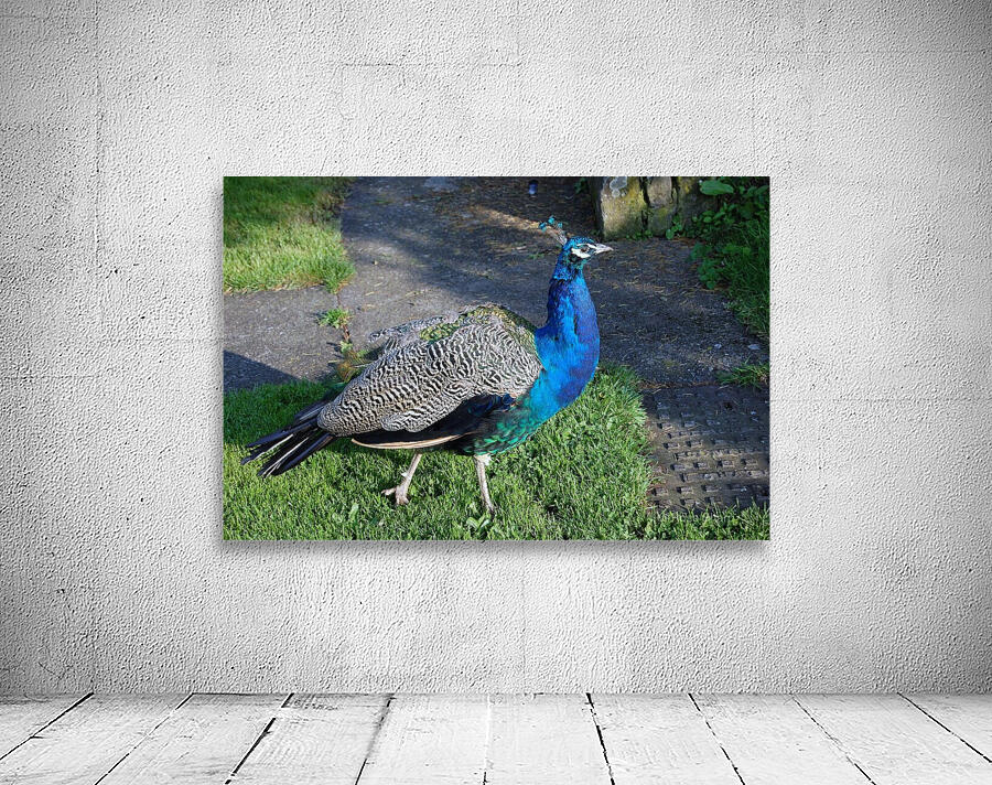 Peacock at Ellingham Hall by Ross Sharp Wall Art