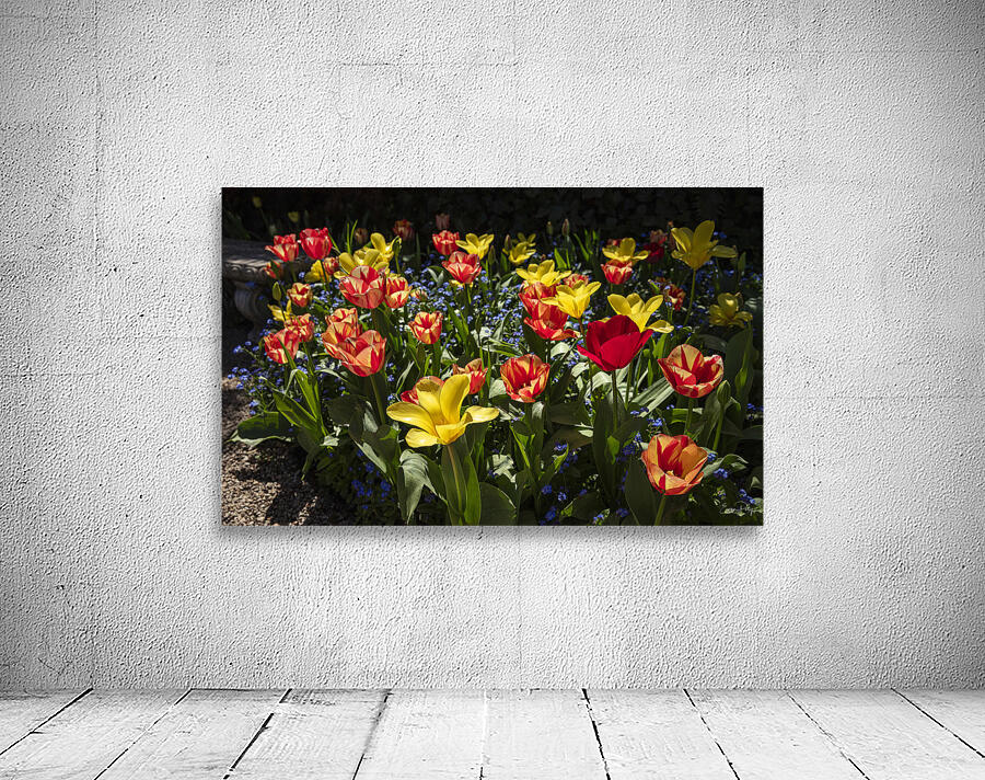 Tulip Flowers by Evan Petty Photography Wall Art