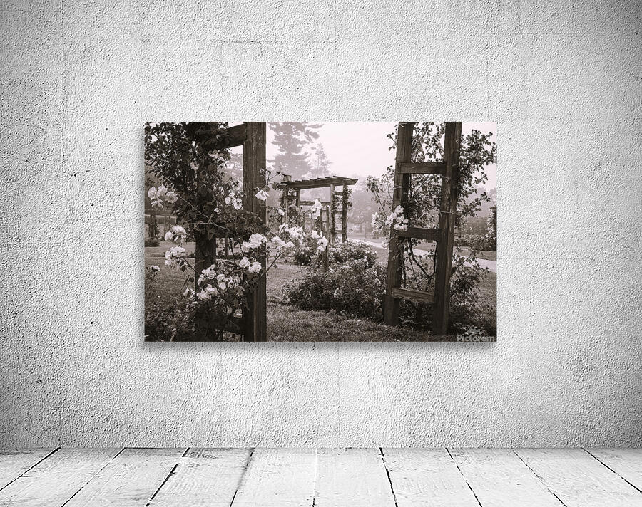 Allentown Rose Gardens Roses and Arbors by Jason Fink Wall Art