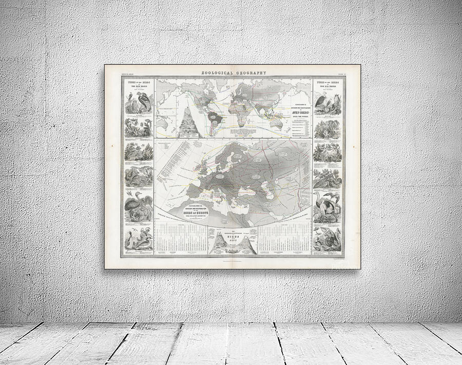 Bird Distribution Map of the World by History In Your Home Wall Art