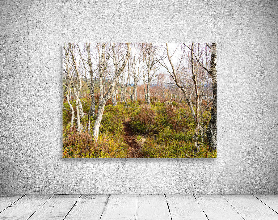 Scottish Highlands Spring Birch Trees by Catriona Roberts Nature ...