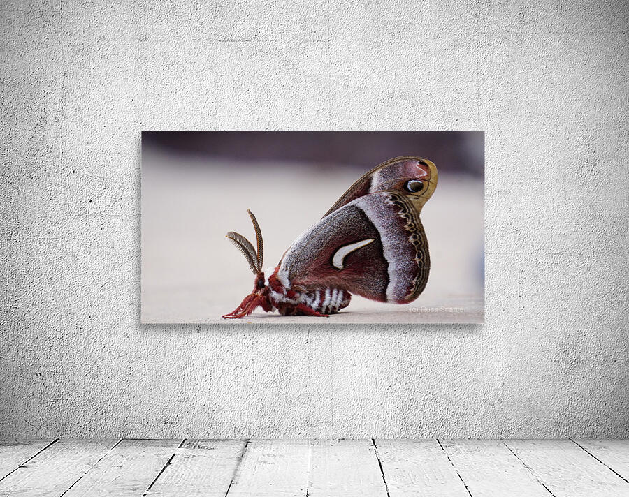 Mammoth Moth by Russ Scarce Wall Art