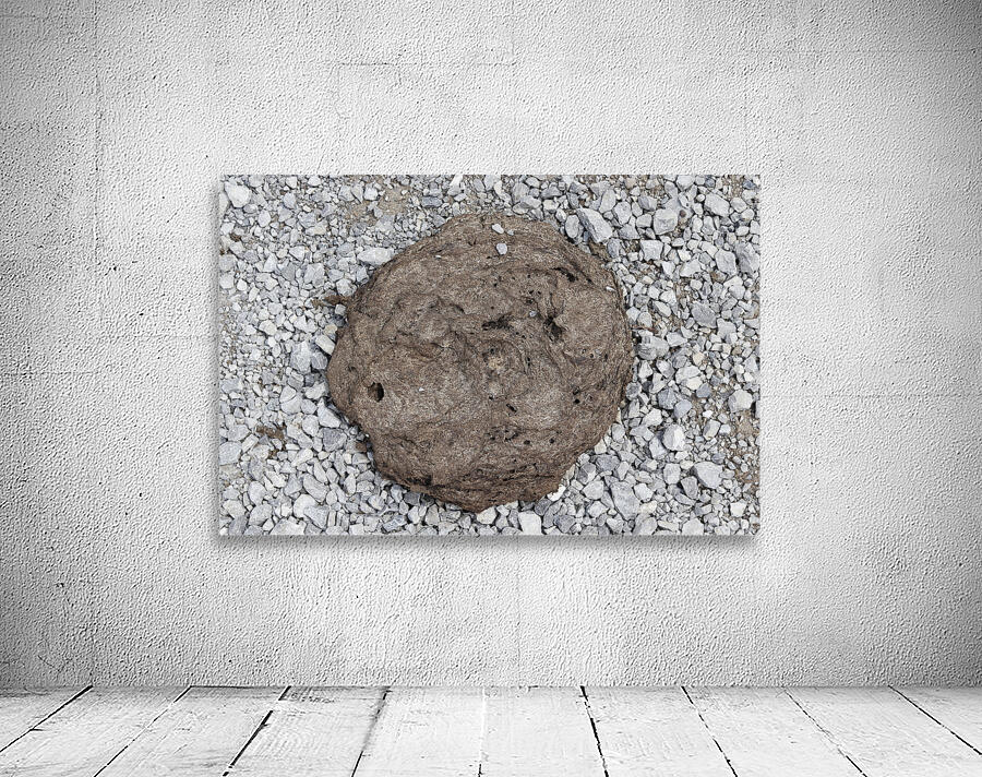 round cow dung feces on gravel road. by Ad Gr Wall Art