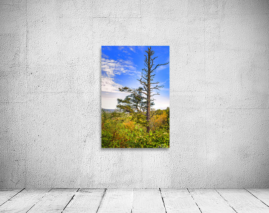 Lone Pine Tree on NC Blue Ridge Parkway in Autumn by Shelia Hunt ...