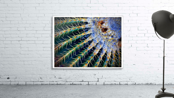 Barrel Cactus Radial Structure by BotanicalArt ca Wall Art