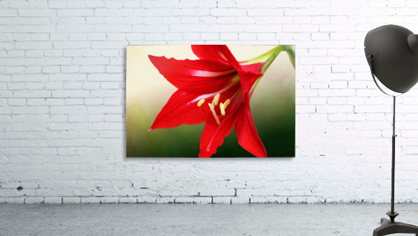 Red Amaryllis Flower 3x2 by Studio Dalio Wall Art