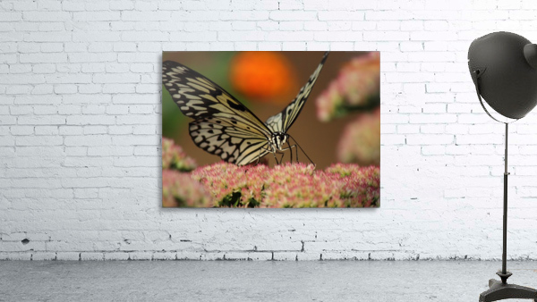 Butterfly by Randy Hall by Randy Hall Wall Art