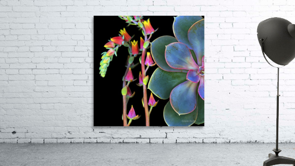Succulent 2 by Jane Baron Wall Art