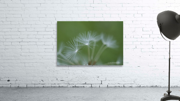 Dandelion Parachutes Ray Landscape by Iris H Richardson Wall Art