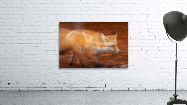 Red tailed fox on the move by jshansen Wall Art