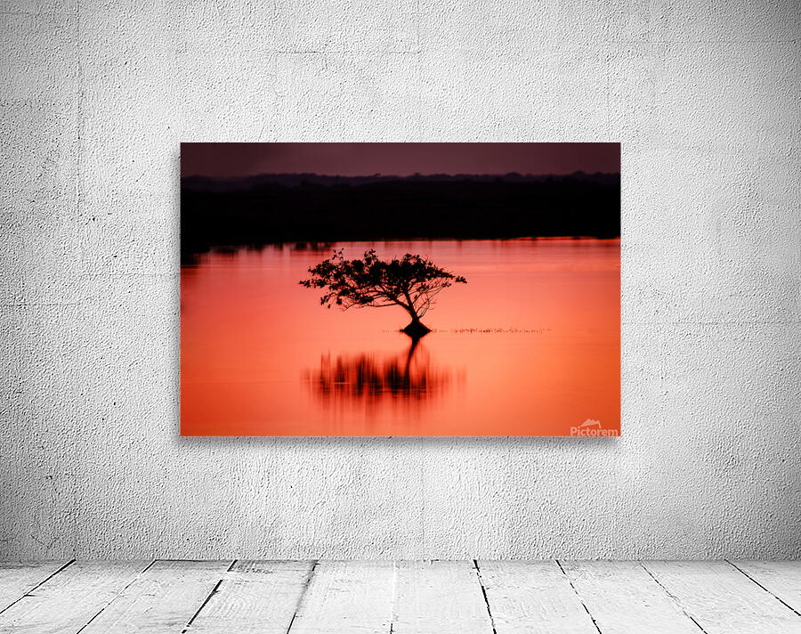 Red Mangrove Sunset X101 by Rich Franco Wall Art