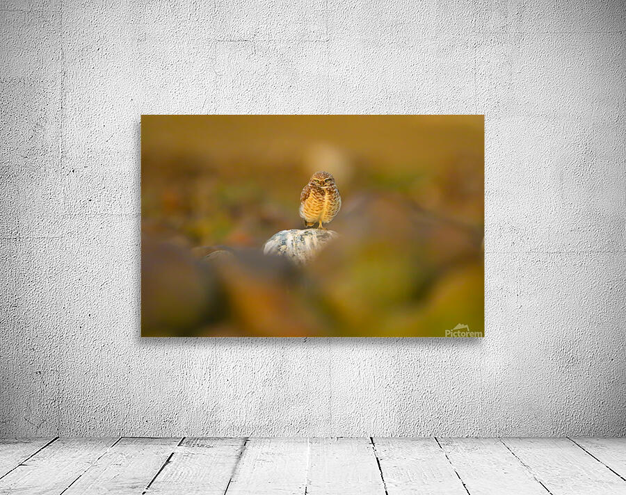 Burrowing Owl At Sunset by Gia Commodore Wall Art
