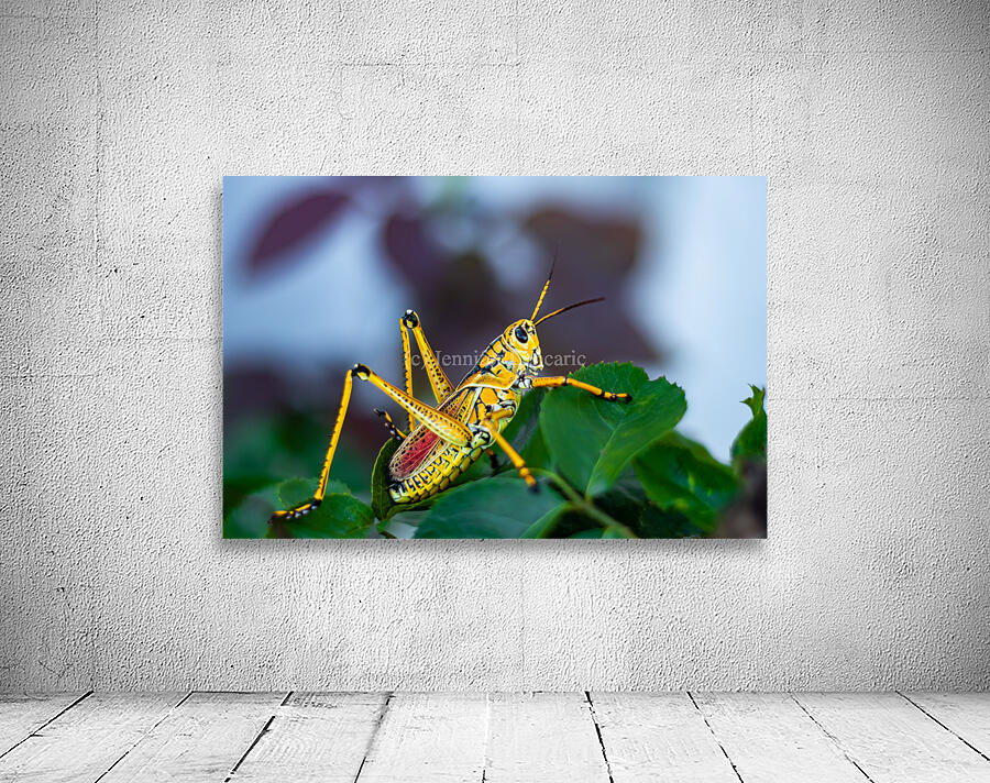 Mr. Hopper by Jennifer Loncaric Wall Art