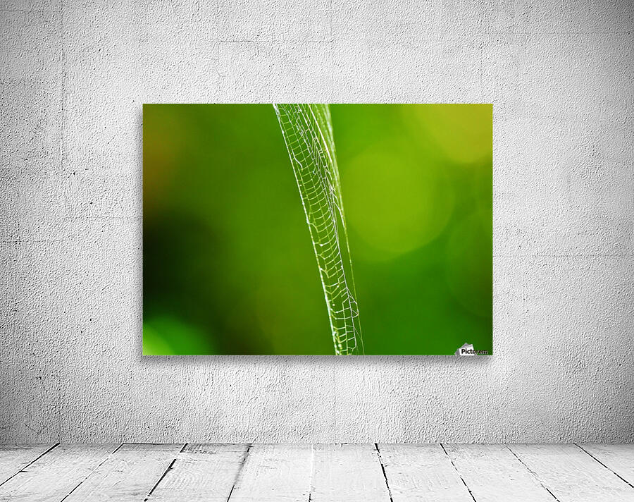 Spiders ladder by Andy Jamieson Wall Art